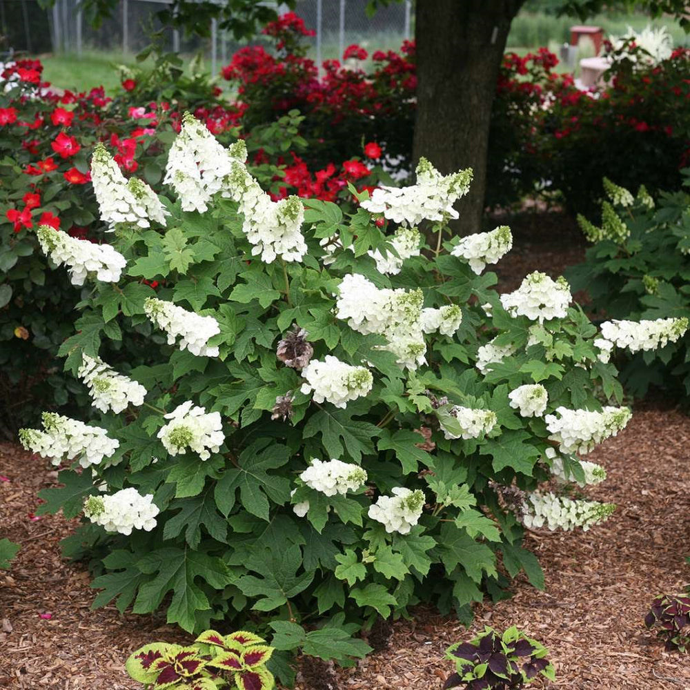 Ruby Slippers Hydrangea - 3 gallon container – Lots of Plants