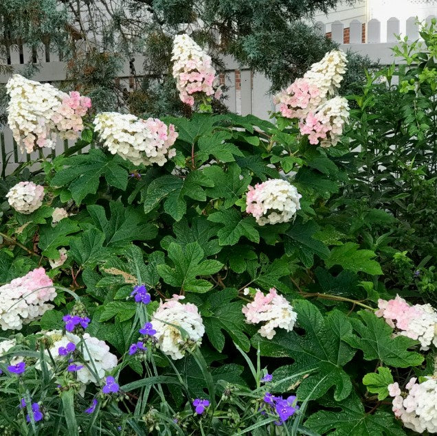 Ruby Slippers Hydrangea - 3 gallon container – Lots of Plants