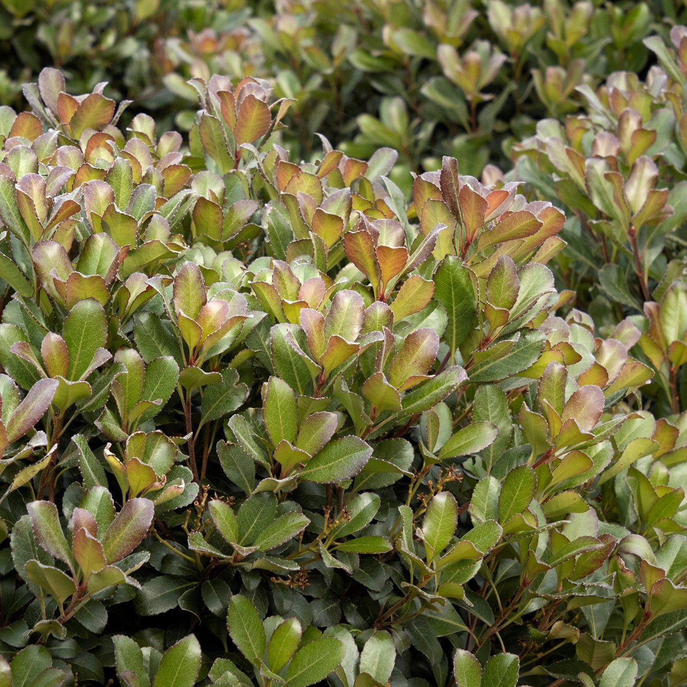 Snowcap Indian Hawthorn Shrub