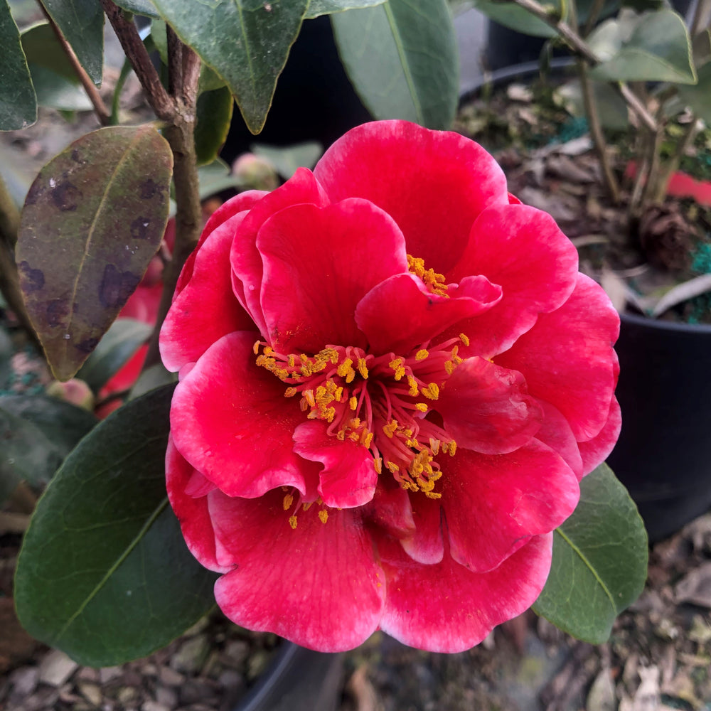 Tama Vino Camellia - 3 gallon container – Lots of Plants