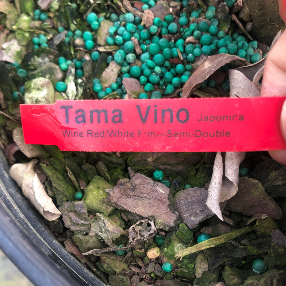 Tama Vino Camellia - 3 gallon container – Lots of Plants
