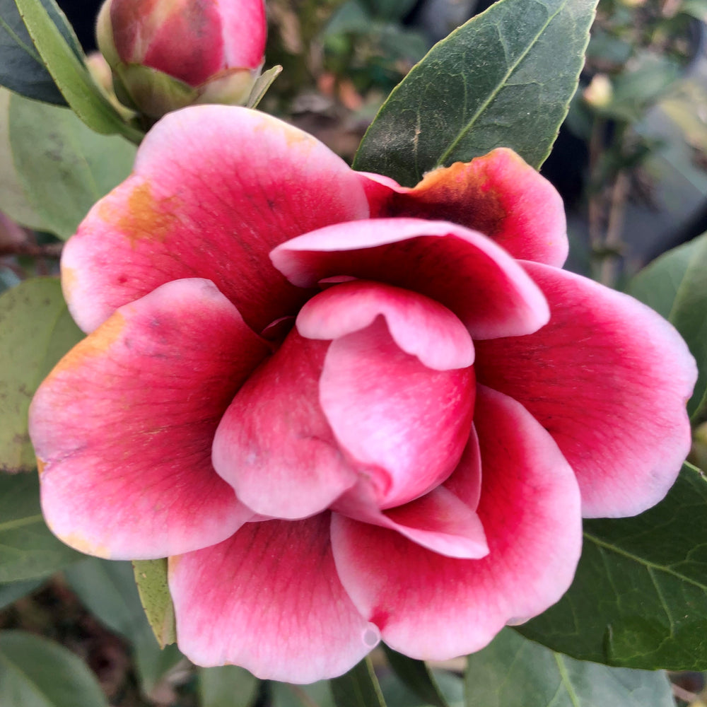 Tama Vino Camellia - 3 gallon container – Lots of Plants