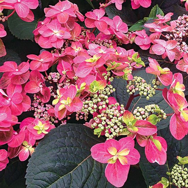 Tuff Stuff™ Red Hydrangea - 3 gallon container – Lots of Plants