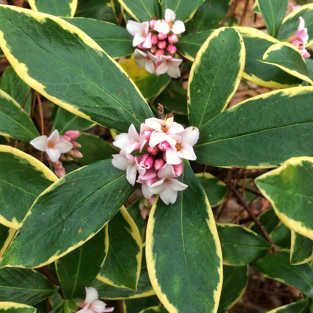 Variegated Winter Daphne - 3 gallon container – Lots of Plants